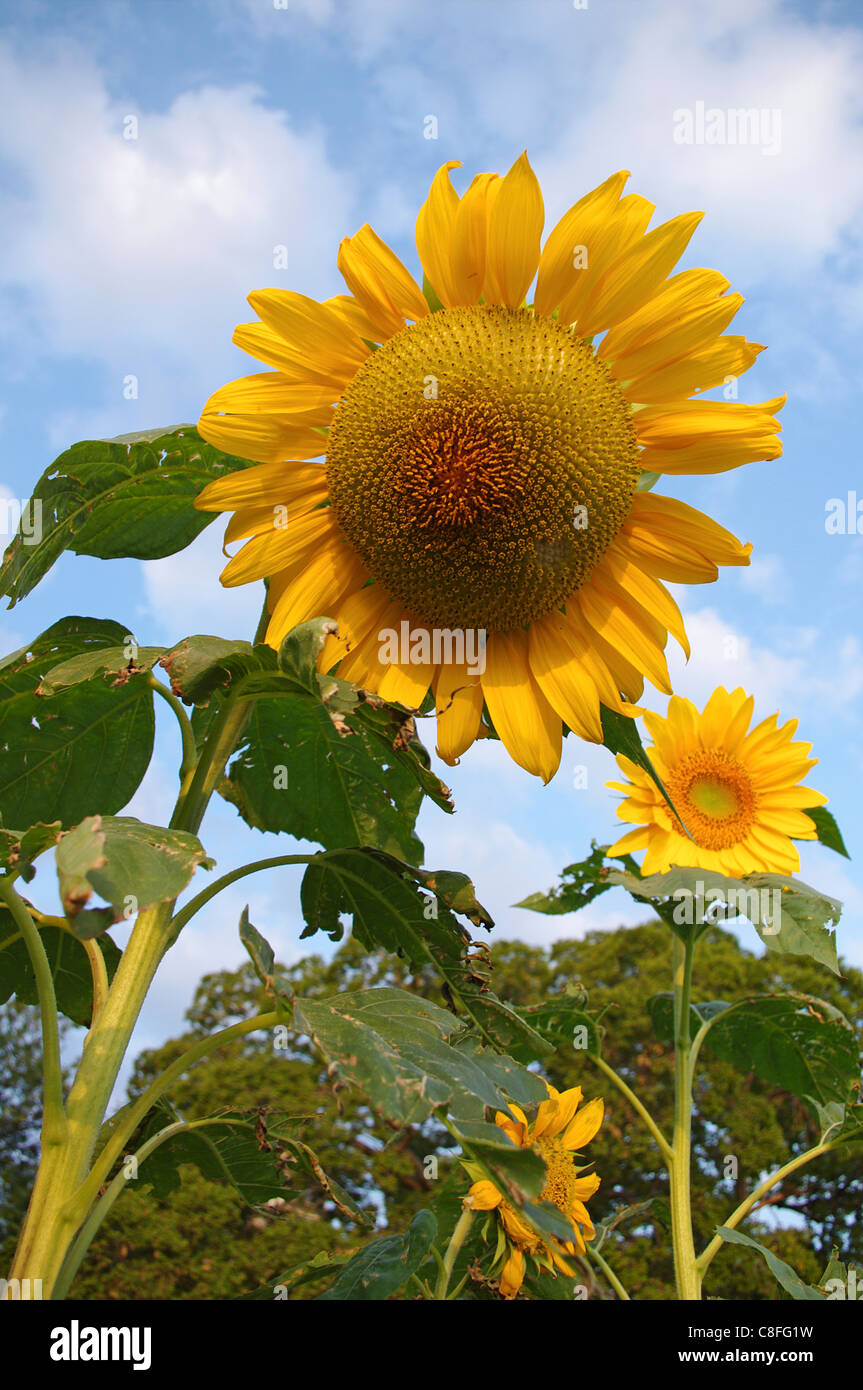 Giant sunflower hi-res stock photography and images - Alamy