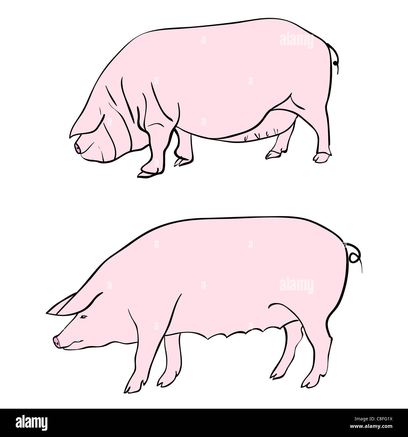 Depicting a pig hi-res stock photography and images - Alamy