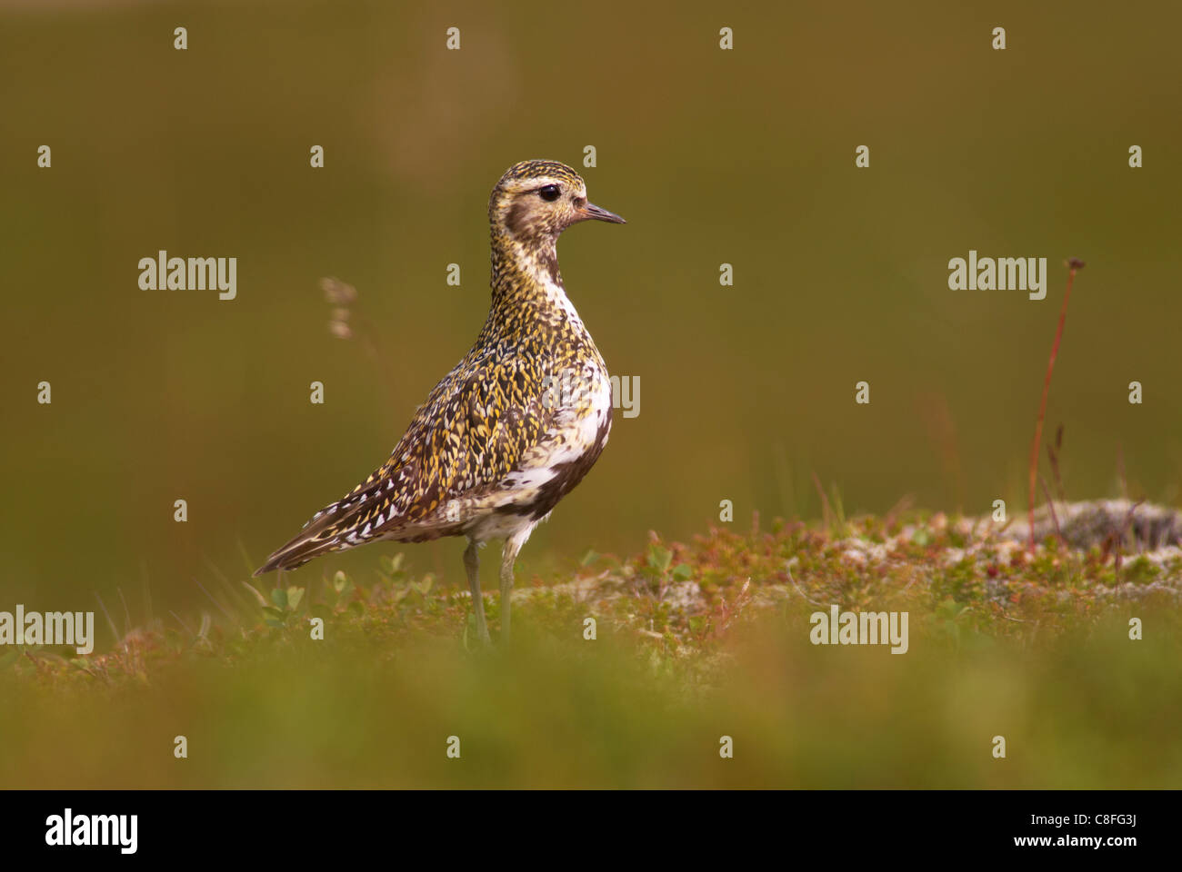Golden plover (Pluvialis apricaria) in summer plumage, Iceland, Polar ...