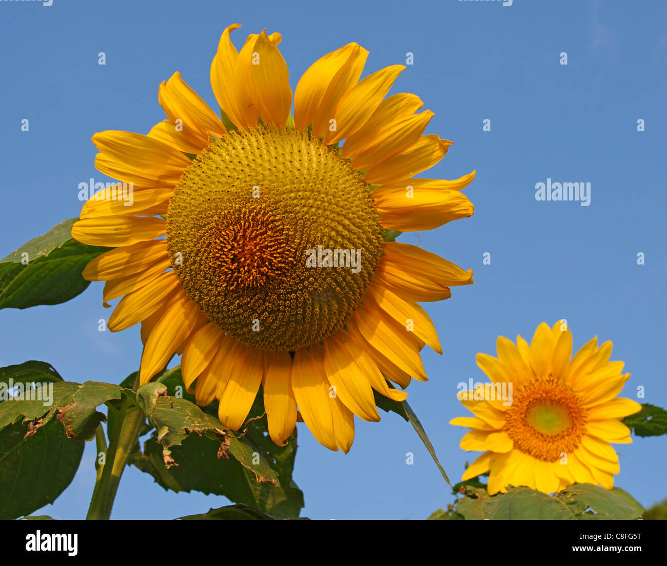 Giant sunflower hi-res stock photography and images - Alamy