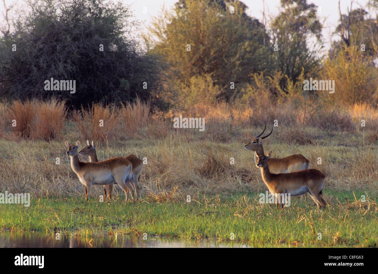 Lechwes, Moremi Wildlife reserve, Okavango Delta, Botswana Stock Photo ...