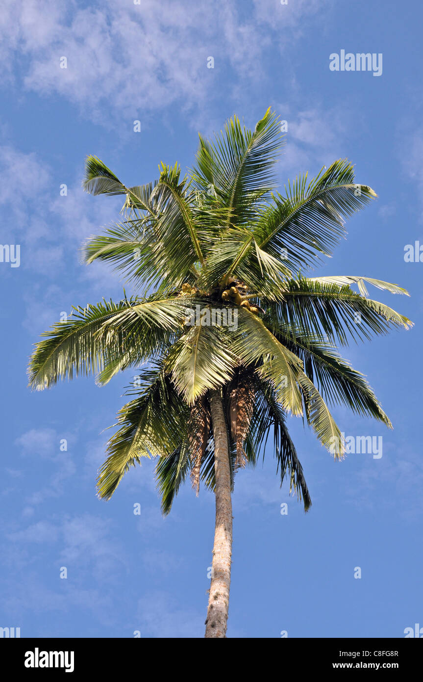 Asia, outside, Ceylon, Cocos, flora, coconut palm, coconut tree, palm ...