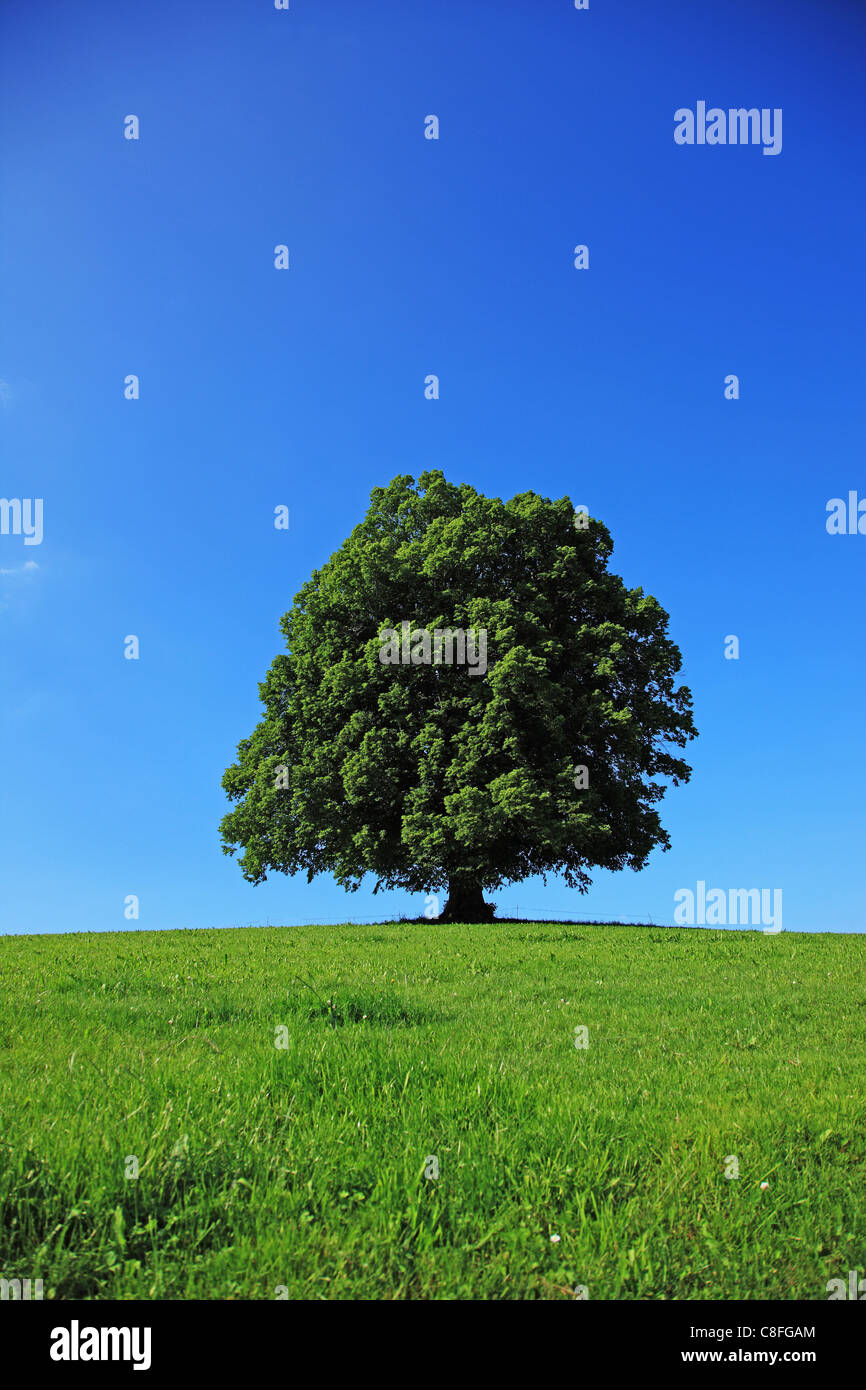 Nature, Geography, Europe, Switzerland, Canton Bern, Emmental, Single ...