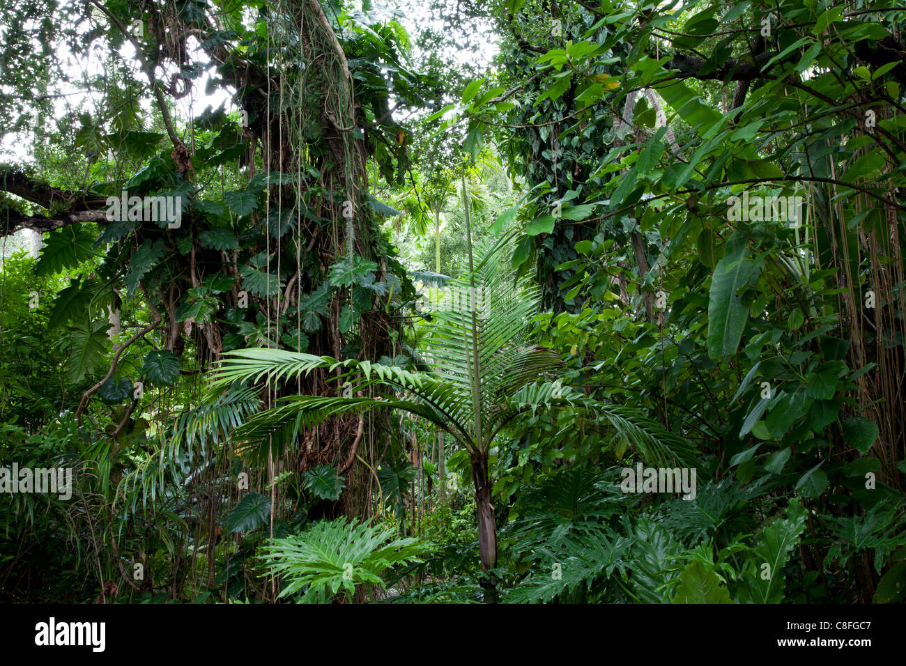 Waterfall In Tropical Rainforest Of Fairchild Tropical