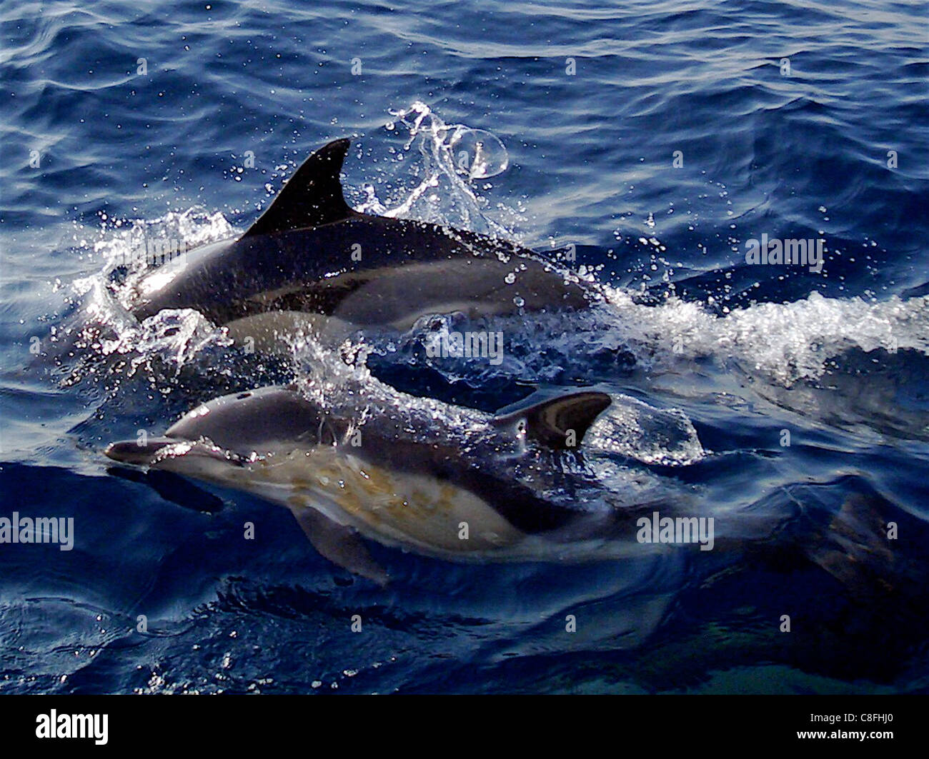 The early morning swim Stock Photo - Alamy