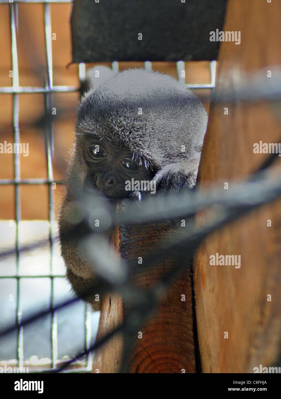 Baby Woolly Monkey Stock Photo - Alamy