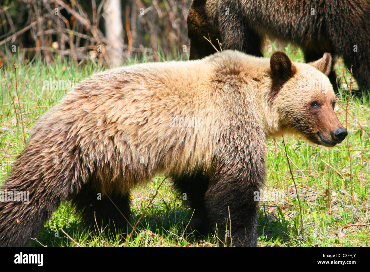 Smiling Grizzly Bear