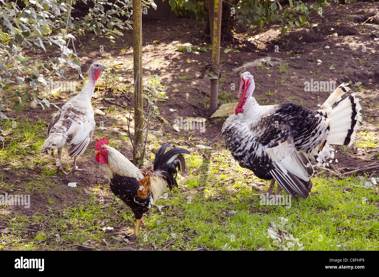 Turkey and rooster. Animals on the farm. Farming in the garden Stock ...