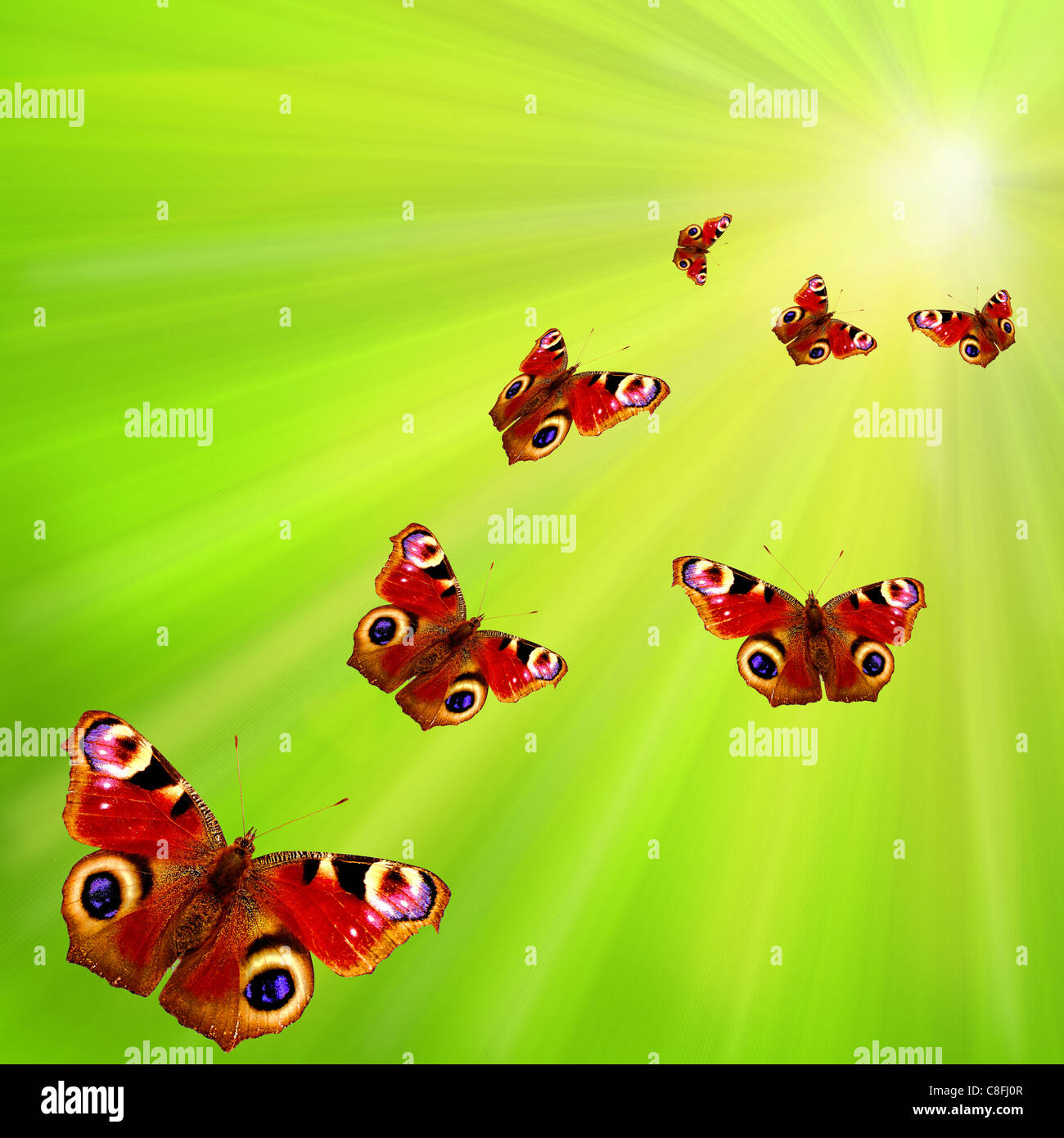 group of butterflies flying to the sun Stock Photo - Alamy