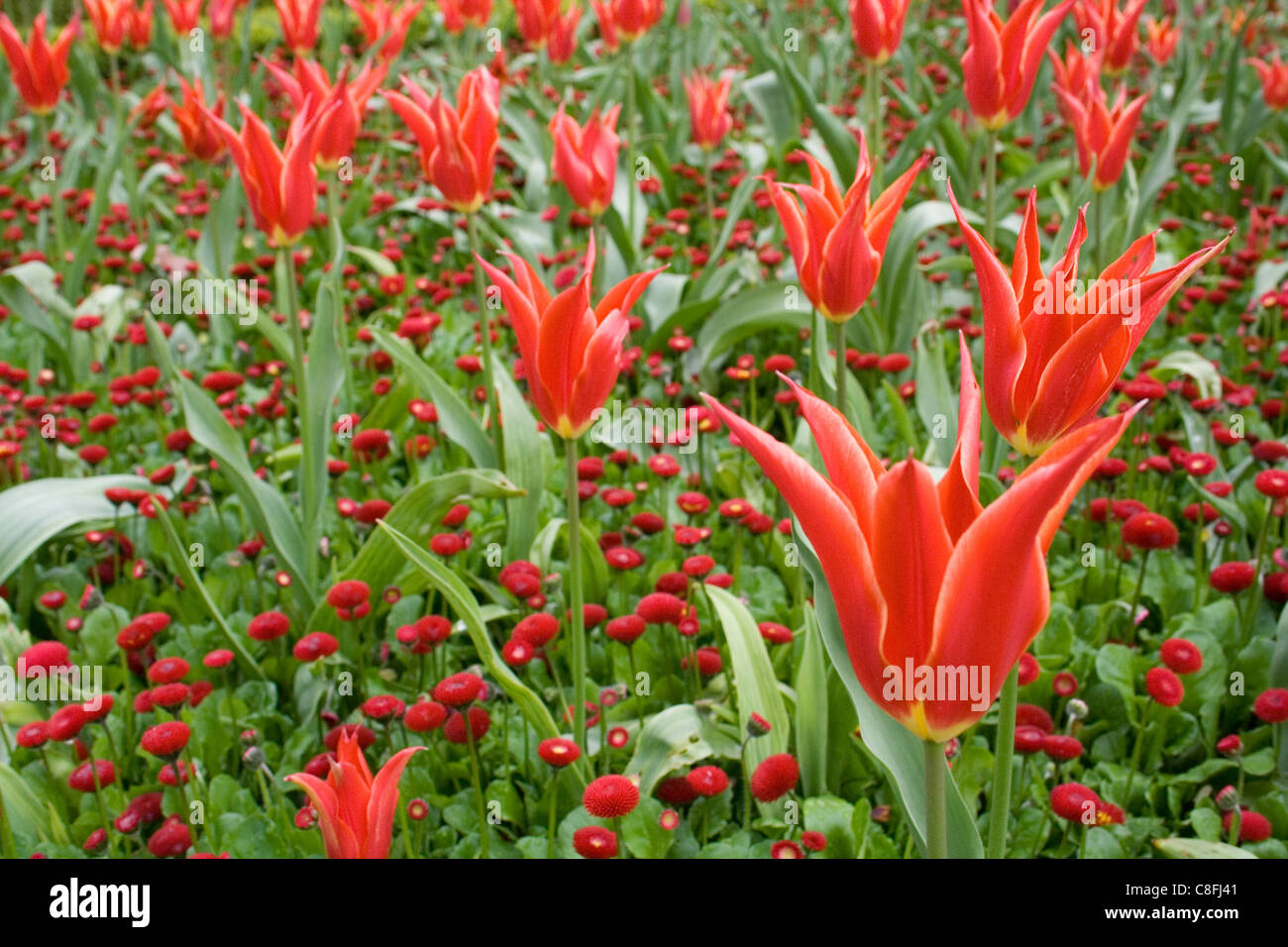 tulip flower beds Stock Photo - Alamy