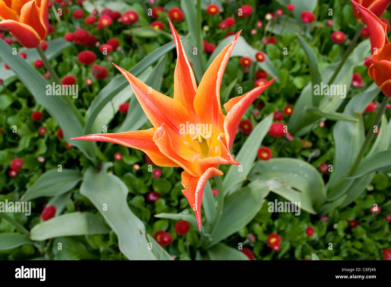 tulip flower beds Stock Photo - Alamy