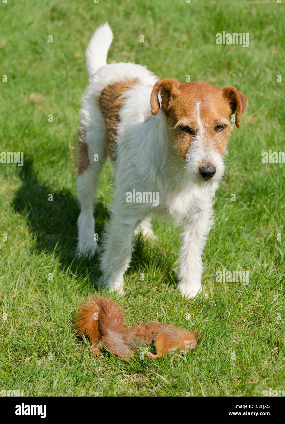 Do Jack Russells Make Good Squirrel Dogs