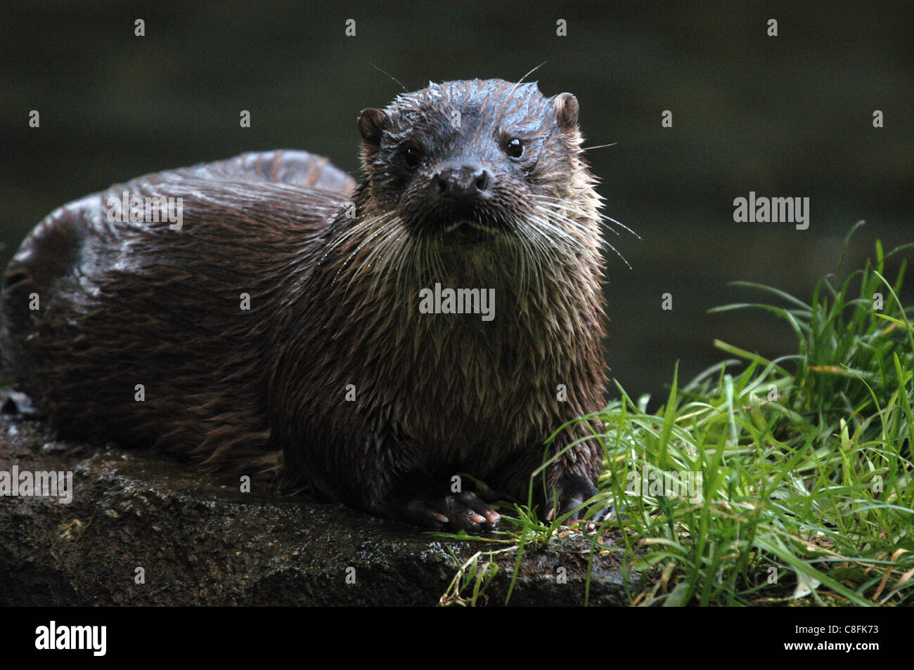 British Otter, making a slow come back to British rivers, streams ...