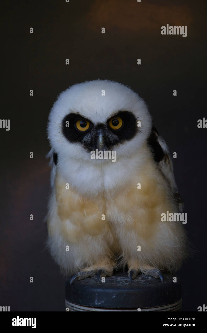 Juvenile spectacled owl hi-res stock photography and images - Alamy