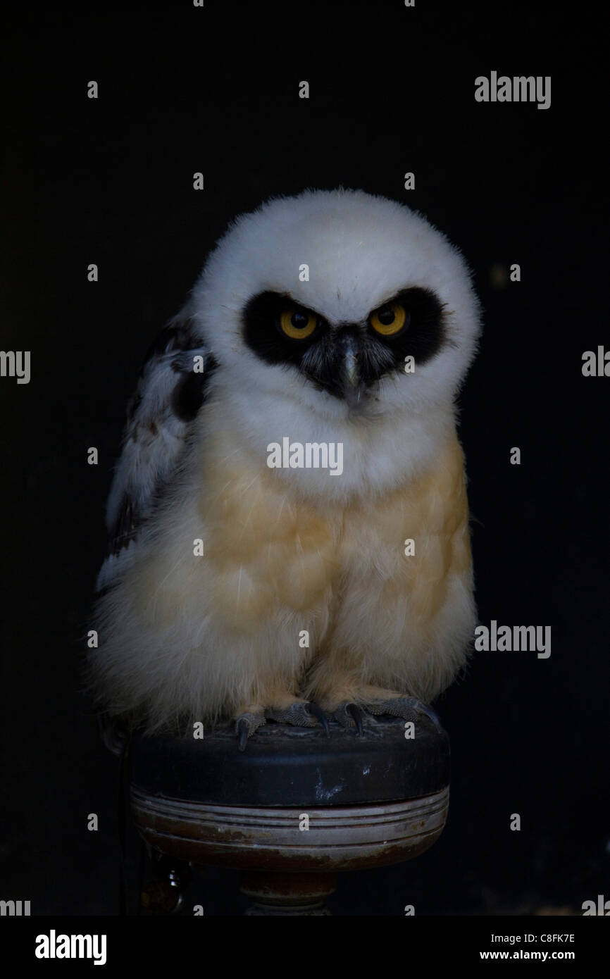 Spectacled Owl Baby