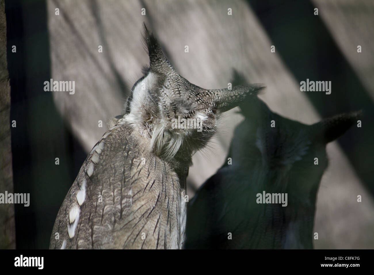 Scops owls asleep in their enclosure at the Suffolk Owl Sanctuary at ...