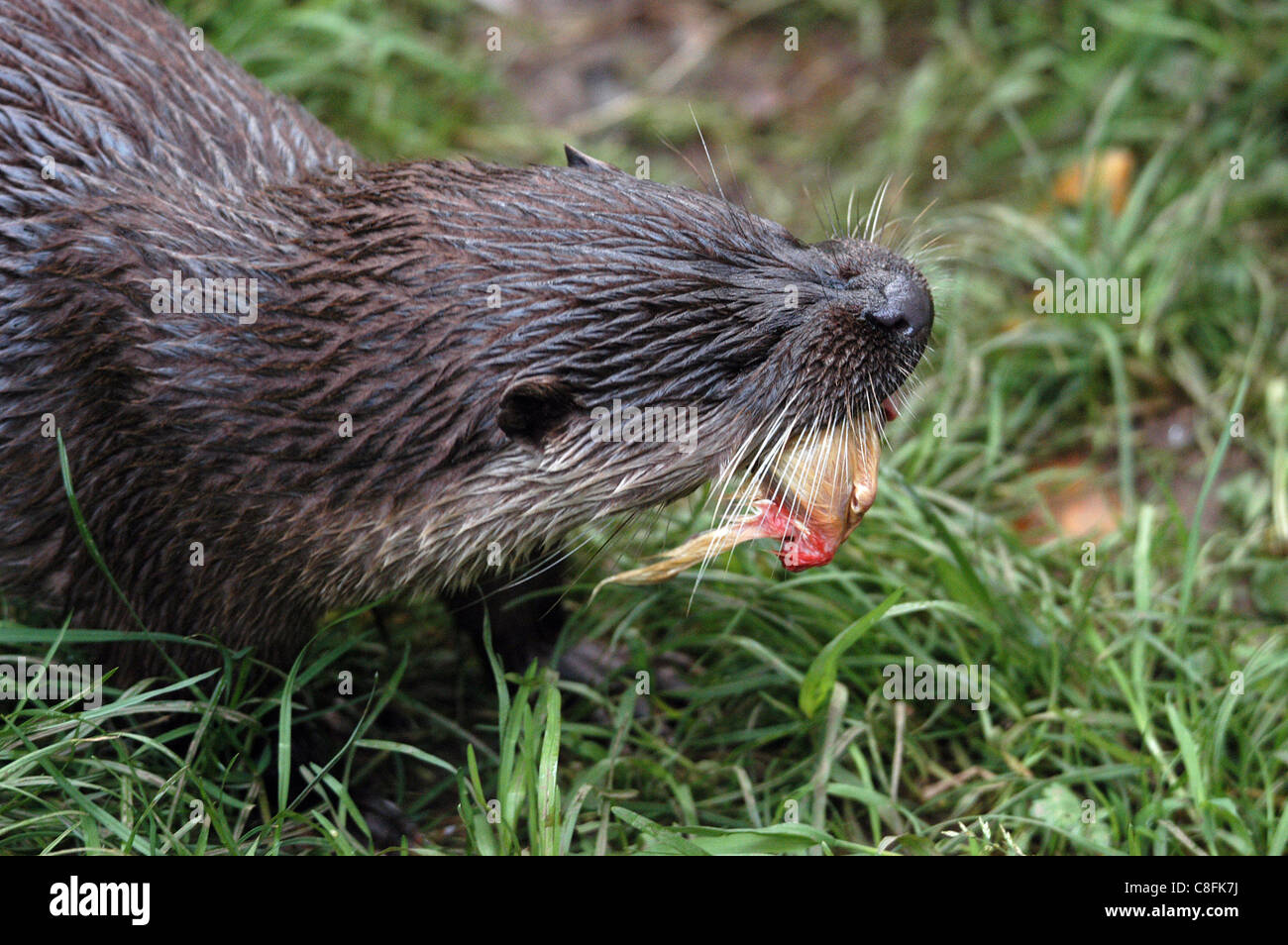 British coastal animals hi-res stock photography and images - Alamy