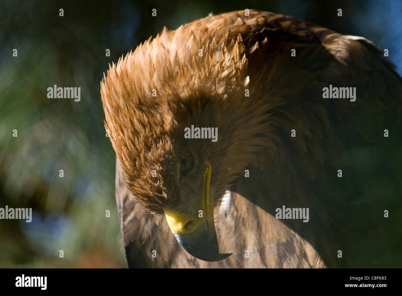 A tawny eagle (Aquila rapax) in captivity at the Suffolk Owl Sanctuary ...