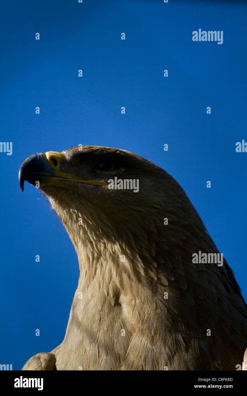 A tawny eagle (Aquila rapax) in captivity at the Suffolk Owl Sanctuary ...