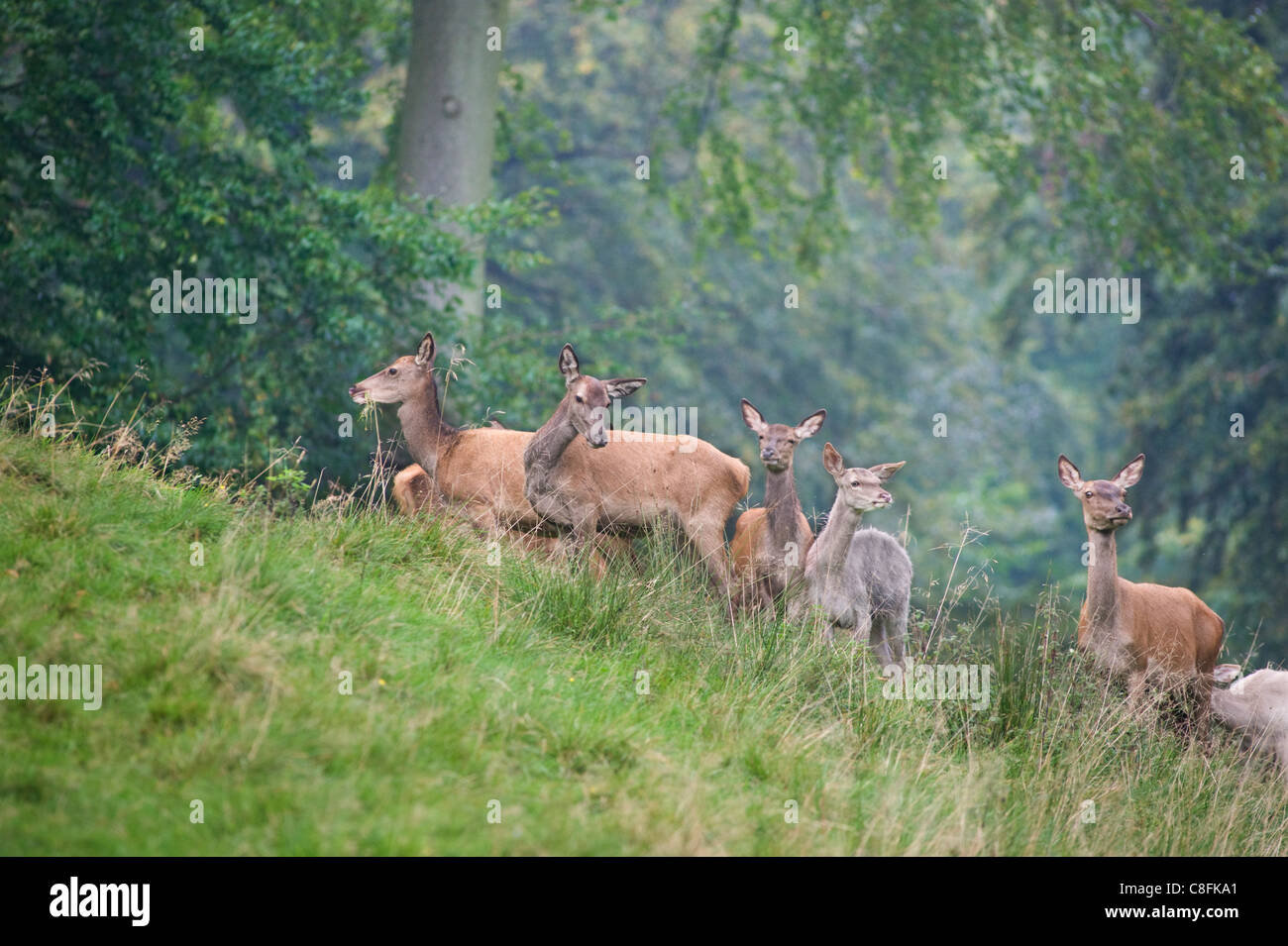 Red deer mating hi-res stock photography and images - Alamy