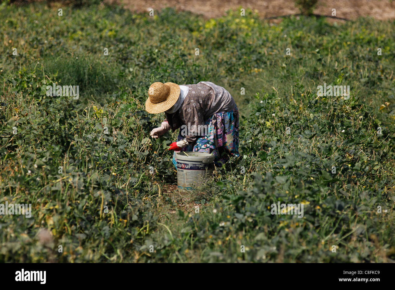 A Palestinian farm worker harvesting in the West Bank Israel Stock ...