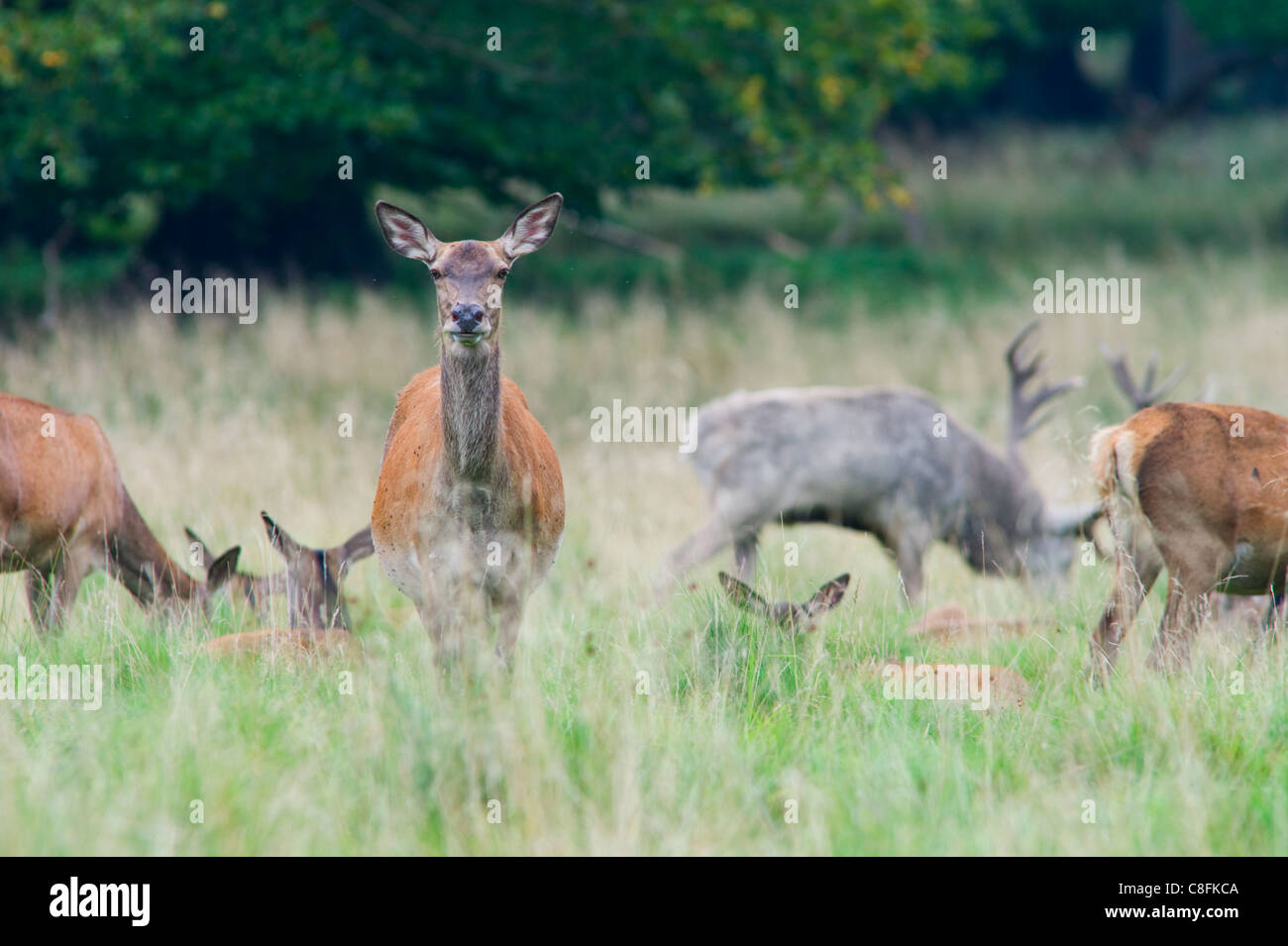 Red deer mating call hi-res stock photography and images - Alamy