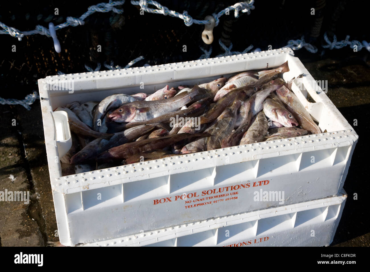 Fresh fish in plastic box, Scarborough, Yorkshire, England Stock Photo ...