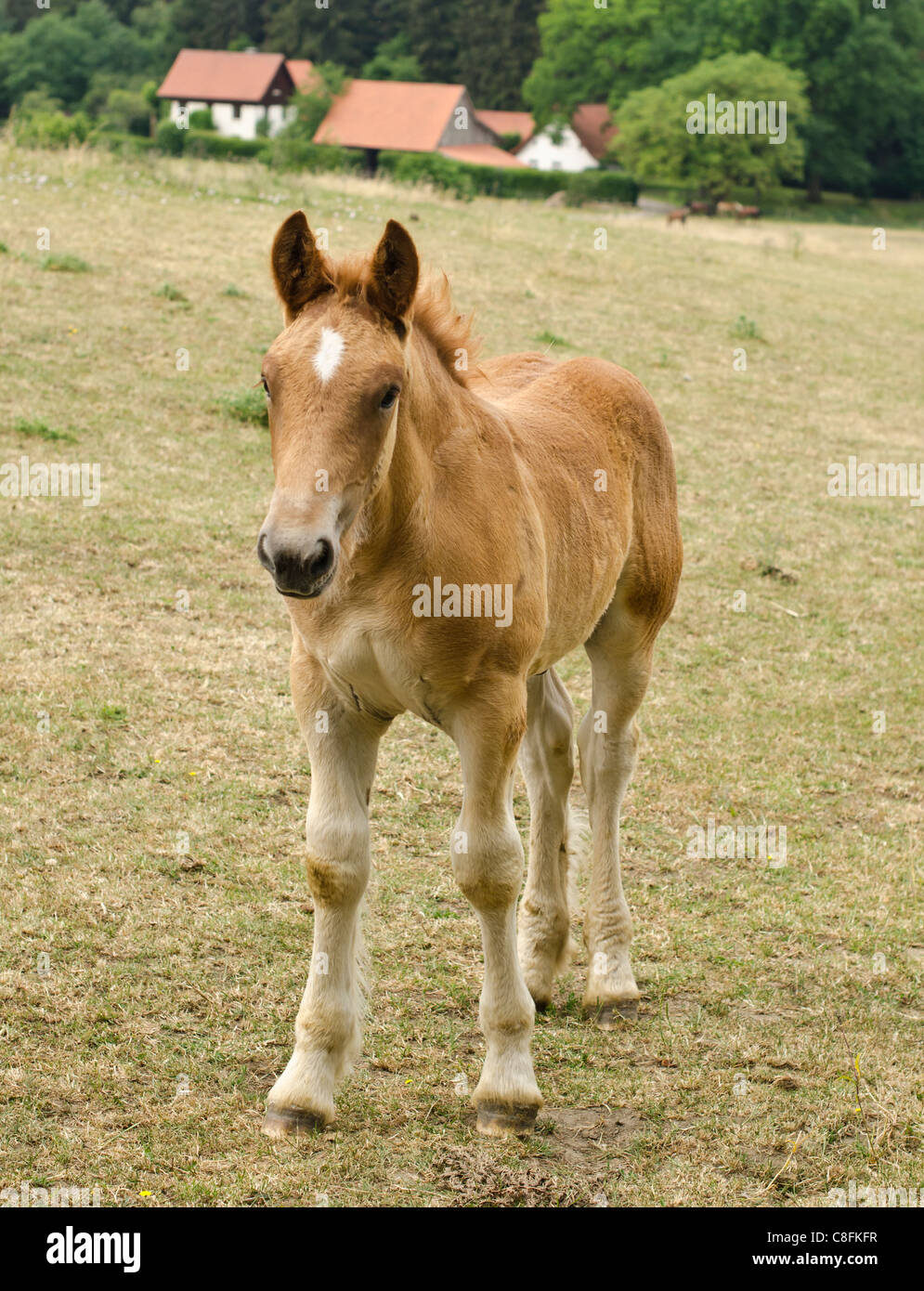 Foal Standing in Field Stock Photo - Alamy