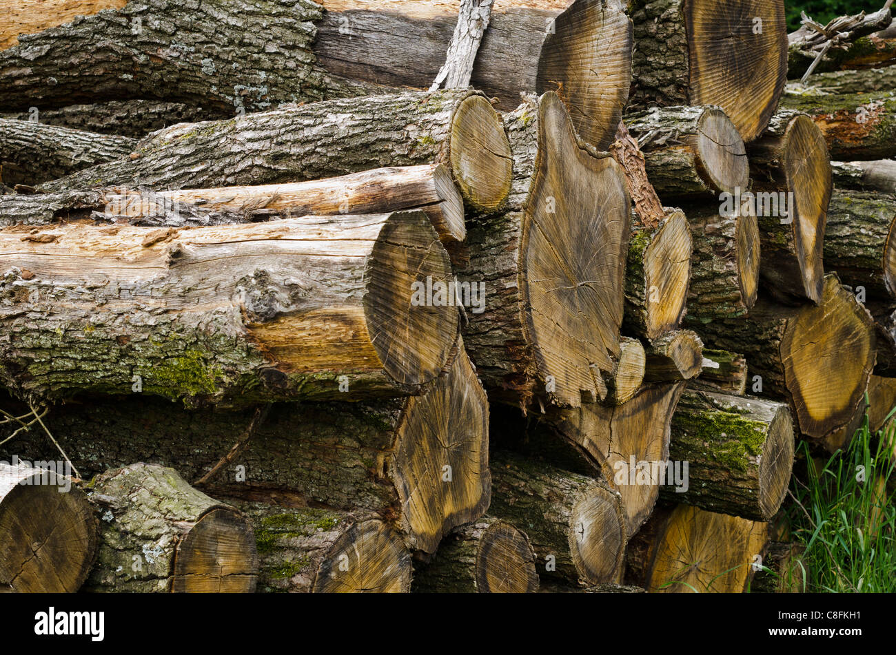 Old trees cut hi-res stock photography and images - Alamy