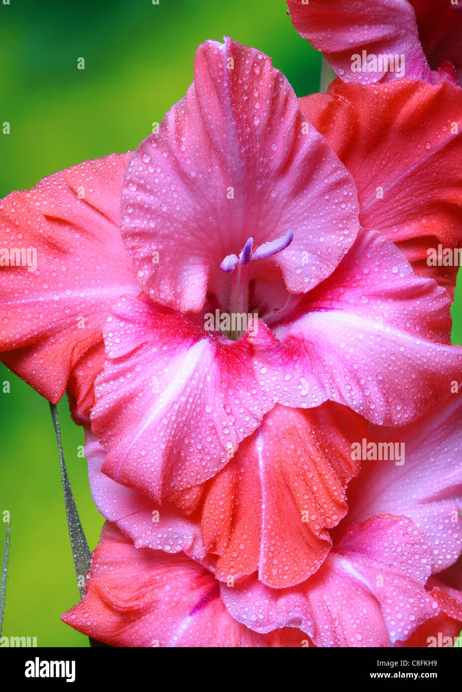 Beautiful red flower of gladiolus Stock Photo - Alamy