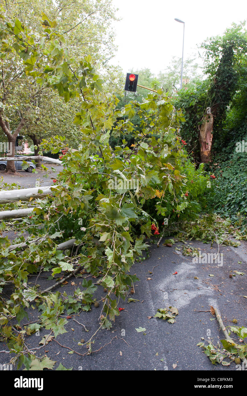 Tree in rome hi-res stock photography and images - Alamy
