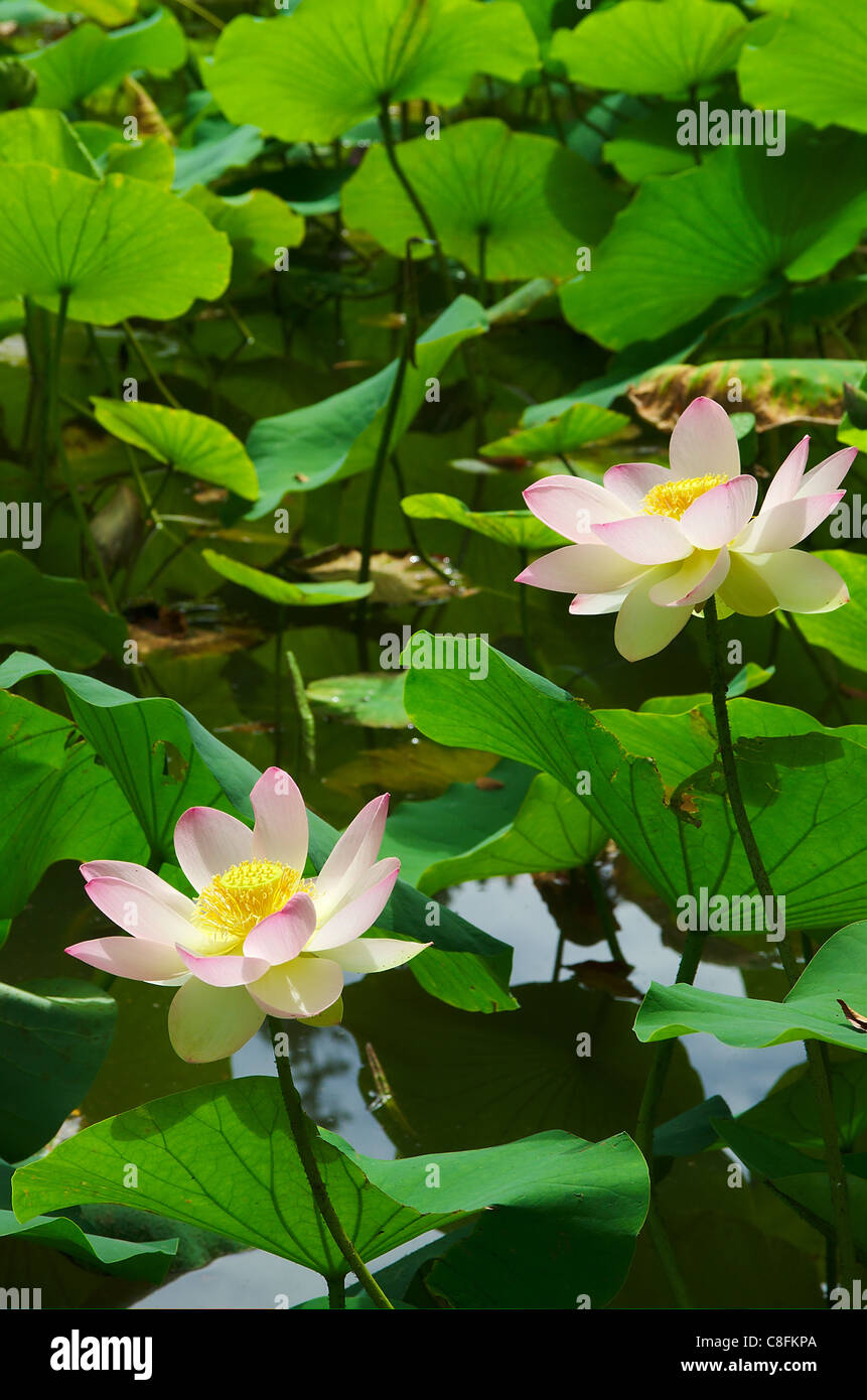 Two Lotus Flowers in Pond Stock Photo - Alamy