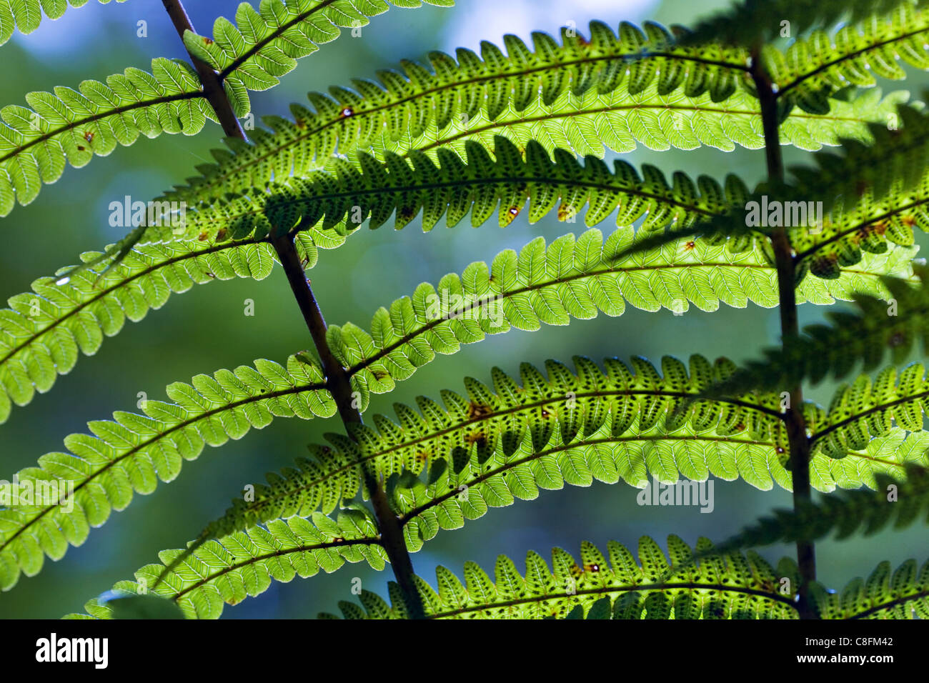 Leaf new zealand hi-res stock photography and images - Alamy