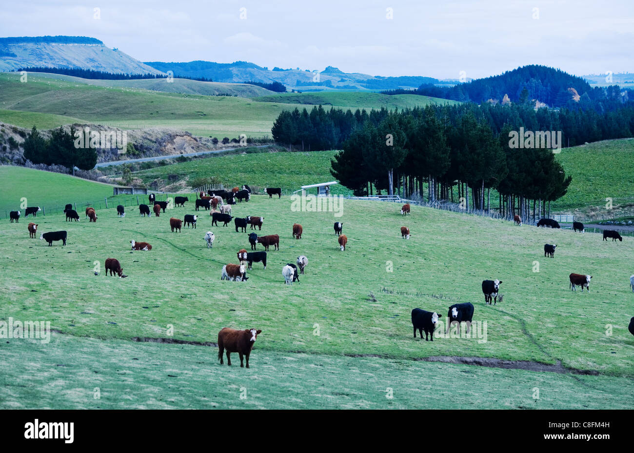 Cattle Ranch