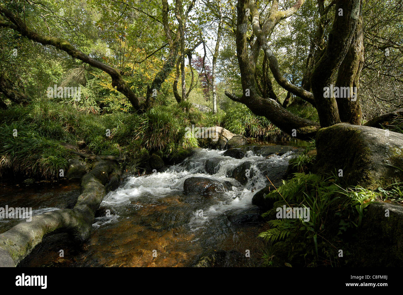 The West Dart River at Huccabay on Dartmoor, Devon. UK Stock Photo - Alamy