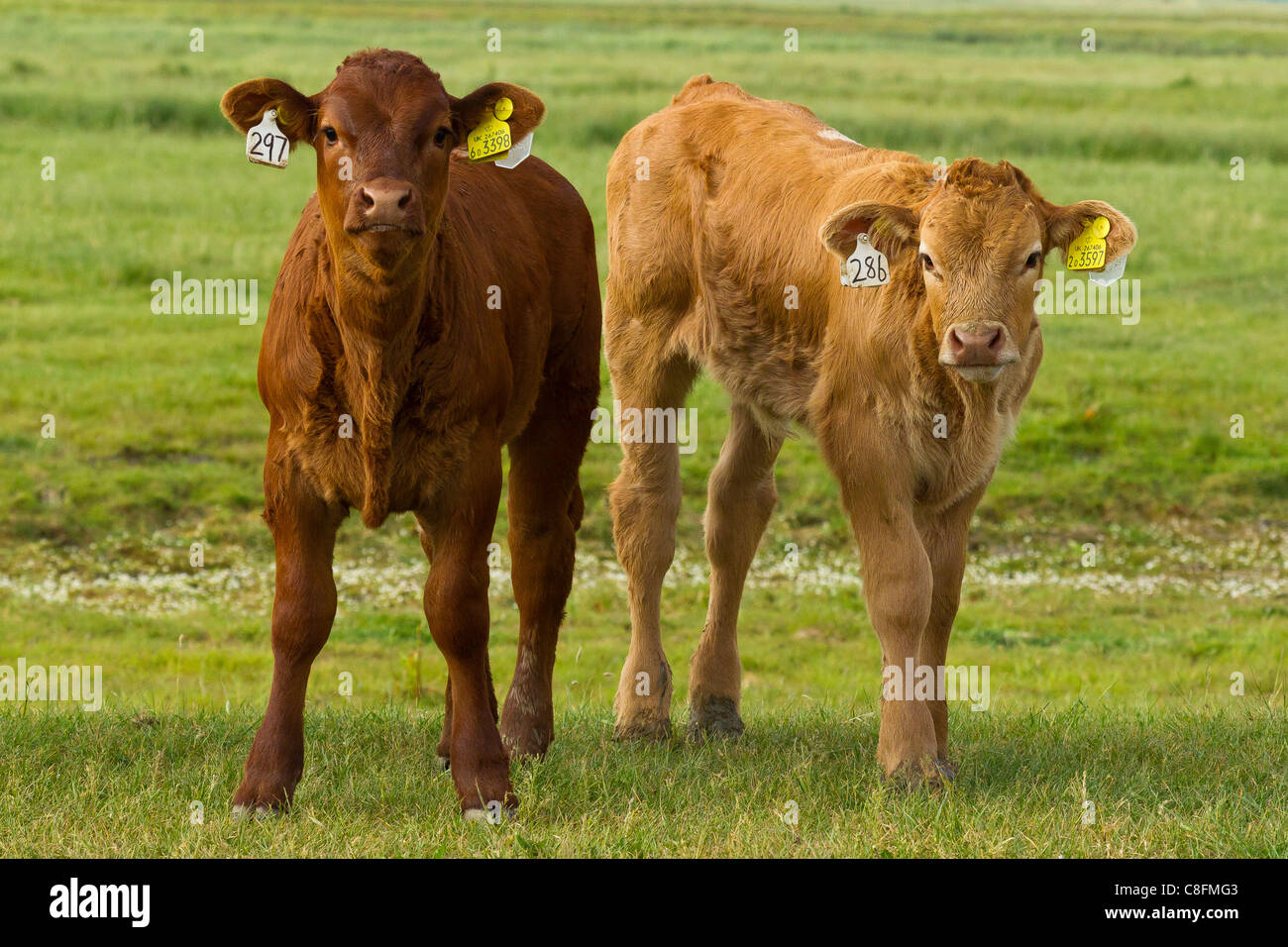 Domestic Cattle on Farmland Stock Photo - Alamy