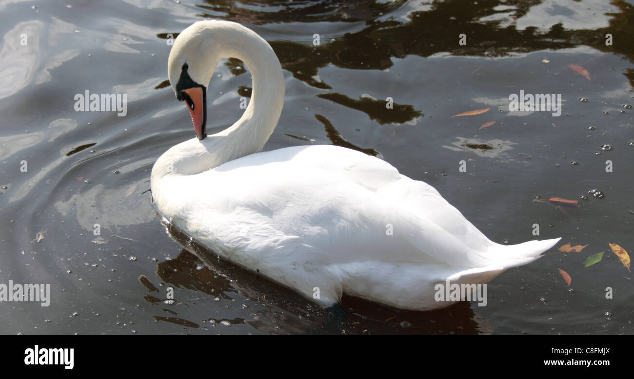 Swan swimming in the sun, bent neck Stock Photo - Alamy