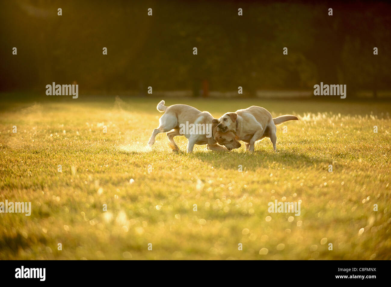 Two yellow labradors enjoying early morning play on Wandsworth Common ...