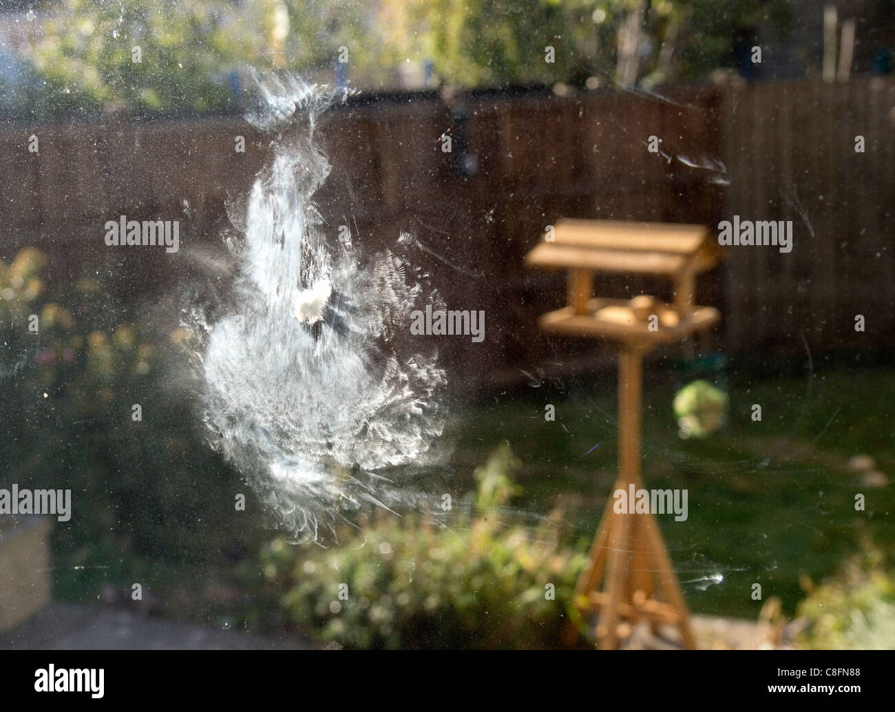Bird Imprint on Glass window Stock Photo - Alamy