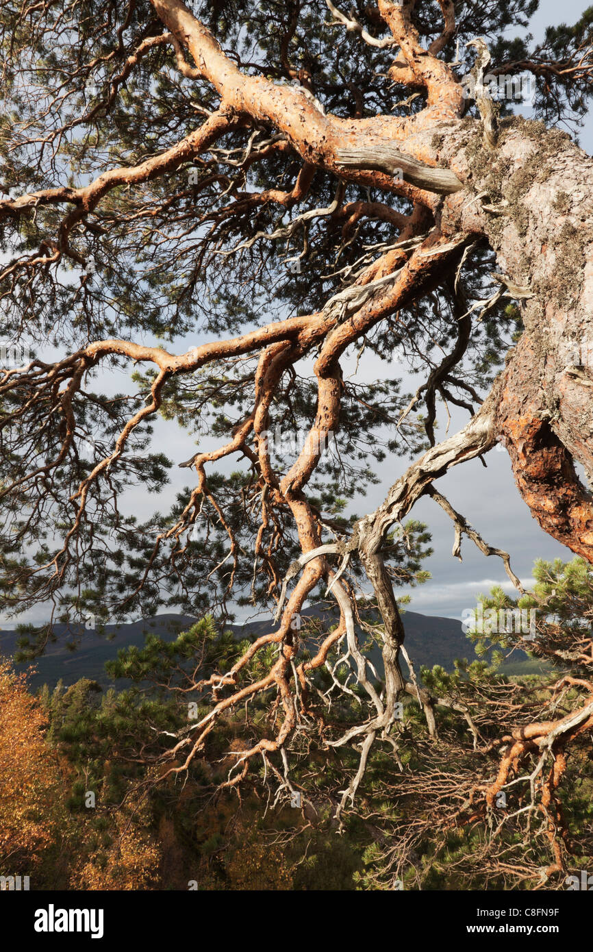 Upper trunk hi-res stock photography and images - Alamy