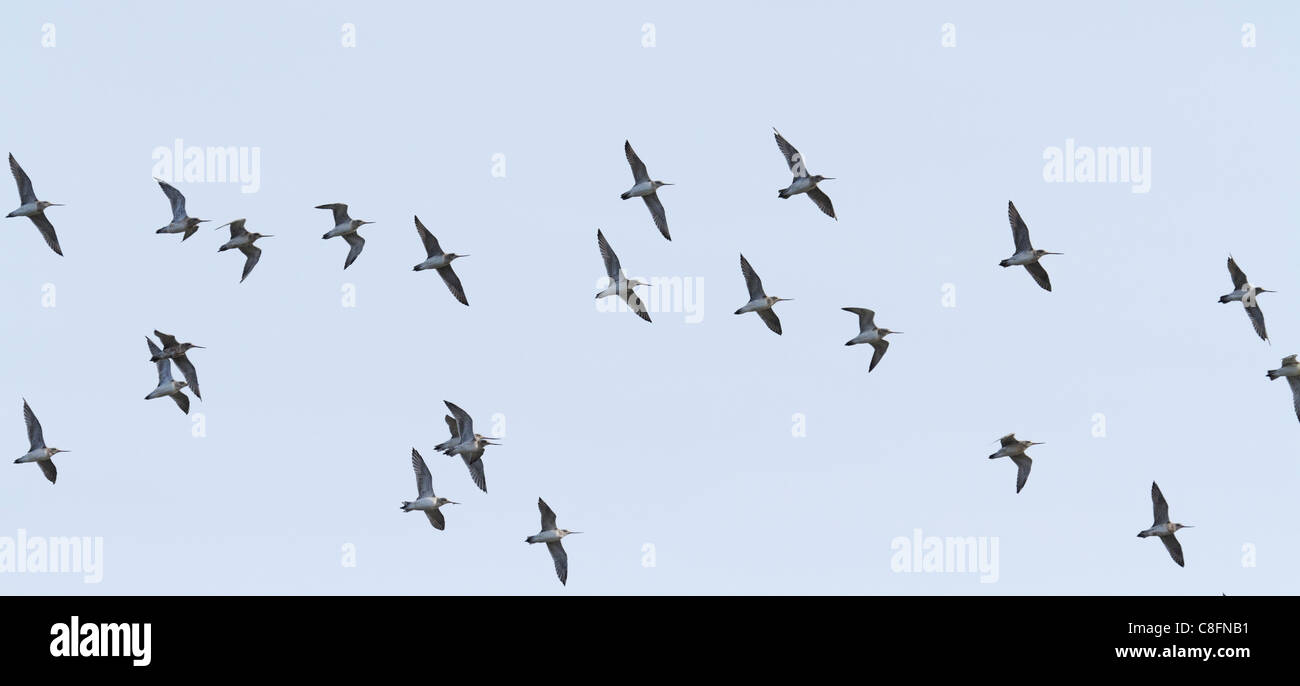 Flock of bar-tailed godwits in flight Stock Photo - Alamy