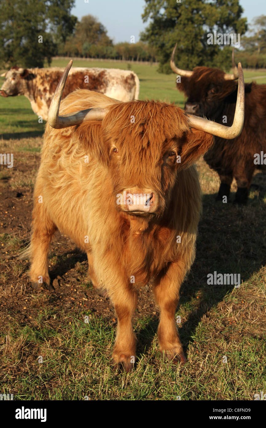Cholmondeley Castle Gardens. Picturesque view of a red Highland cattle ...