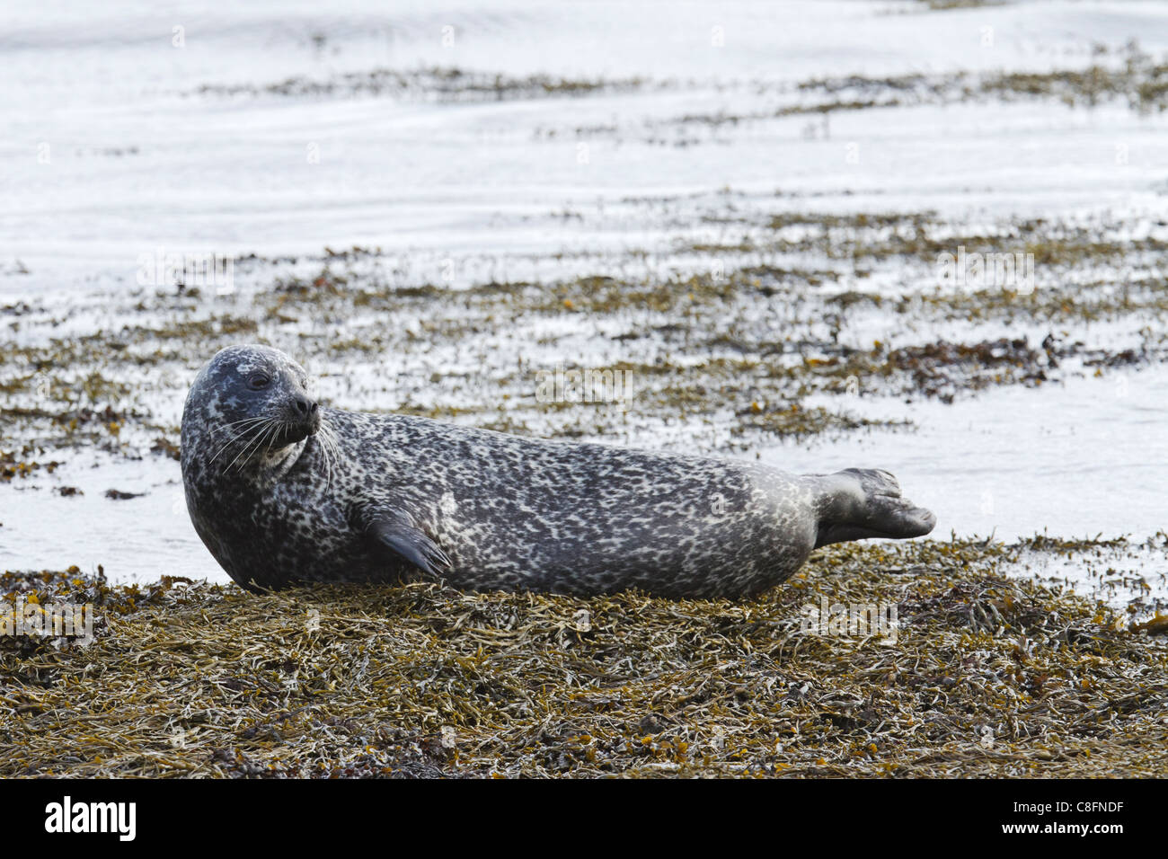 Hauled out of the water hi-res stock photography and images - Alamy