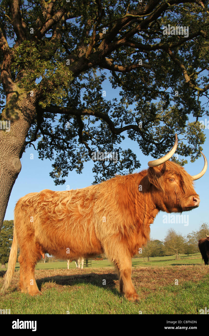 Cholmondeley Castle Gardens. Picturesque view of a red Highland cattle ...