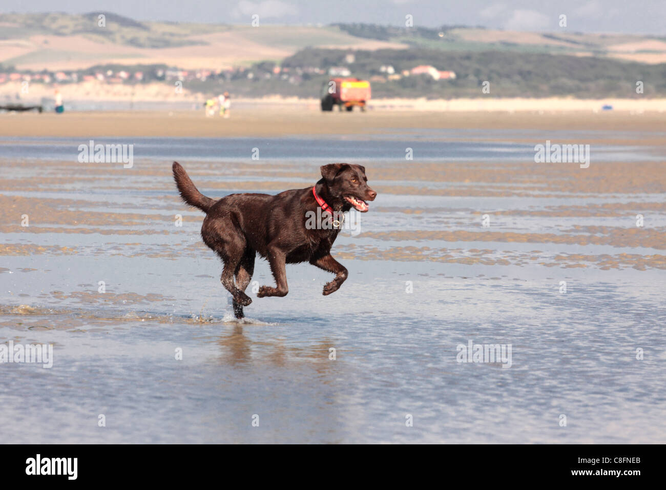 brown labrador playing on a sandy beach Stock Photo - Alamy