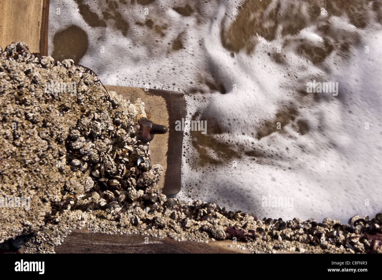wooden groyne with limpets mussels and barnacles Stock Photo - Alamy