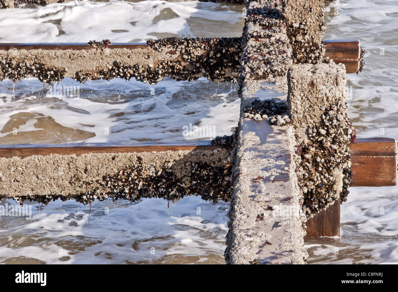 wooden groyne with limpets mussels and barnacles Stock Photo - Alamy