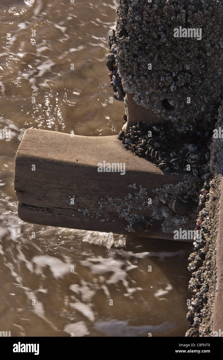 wooden groyne with limpets mussels and barnacles Stock Photo - Alamy