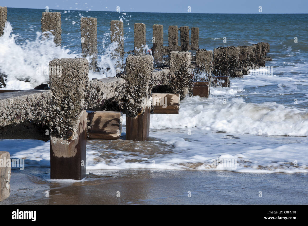 wooden groyne with limpets mussels and barnacles Stock Photo - Alamy