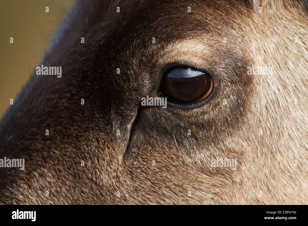 Closeup of the head of a reindeer, showing the eye and surrounding area ...